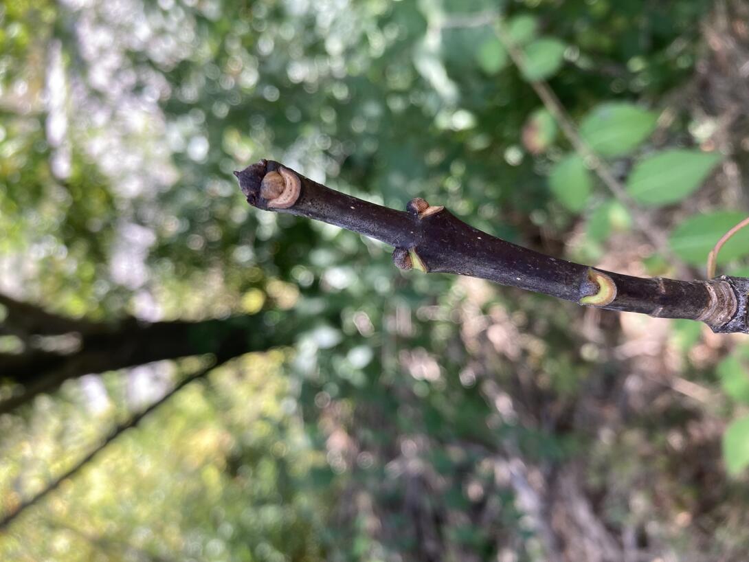 White Ash | CMP Tree Selection Tool